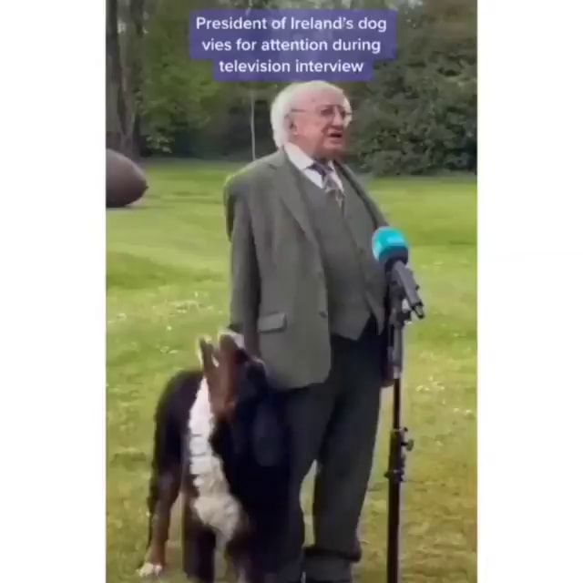 "He wanted to play" ... the dog of the president of Ireland tries to ...