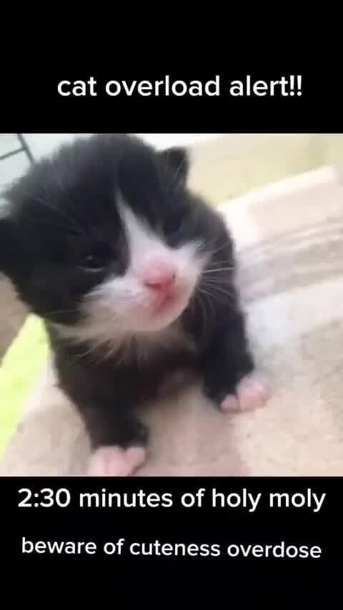 230 minutes of rule - cat overload alert!! minutes of holy moly beware ...