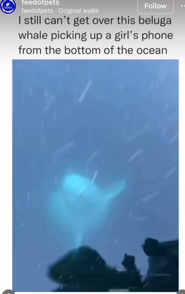 Folic Teedorpets of still can't get over this beluga whale picking up a ...