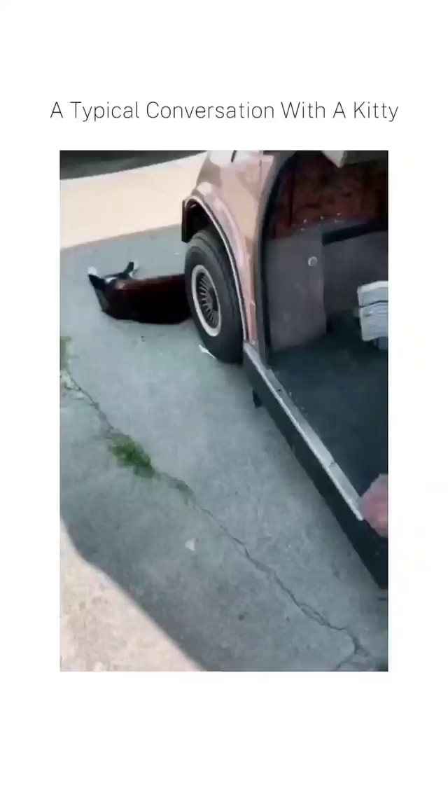 A Typical Conversation With A Kitty - iFunny