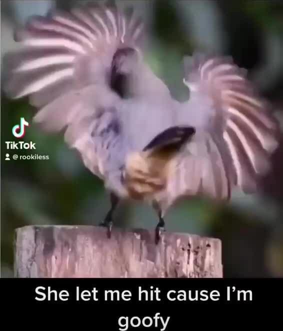 TikTok rookiless She let me hit cause I'm goofy - iFunny