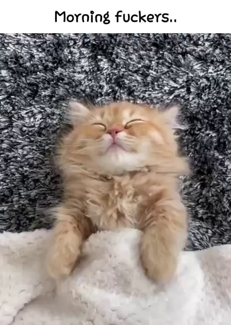 Morning fuckers.. - iFunny