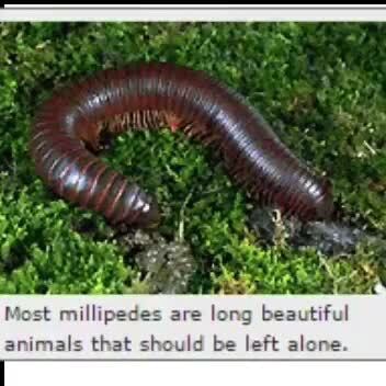 Millipedes are long beautiful animals that should be left alone. - iFunny