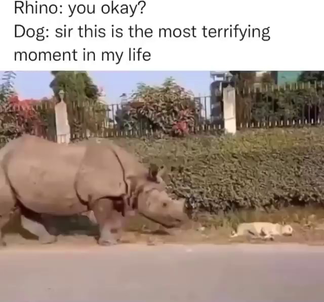 Rhino: you okay? Dog: sir this is the most terrifying moment in my life ...