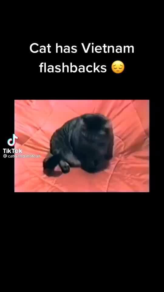 Cat has Vietnam flashbacks - iFunny