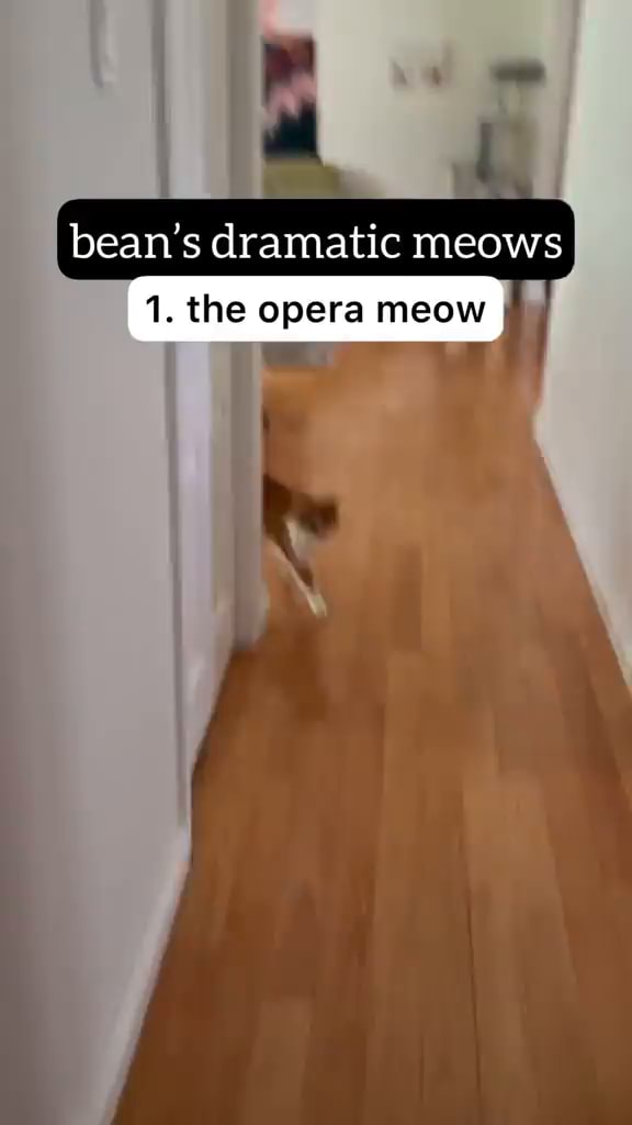 Bean's dramatic meows 1. the opera meow - iFunny
