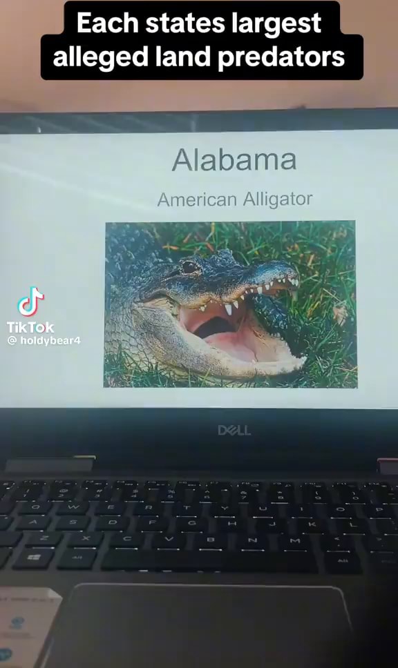 Each states largest I alleged land predators Alabama American Alligator ...