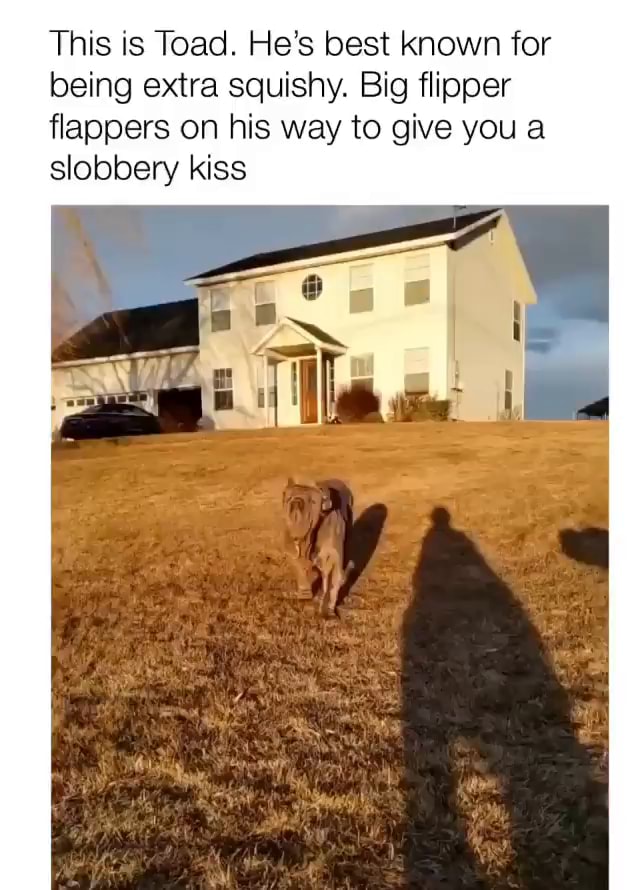 This is Toad. He's best known for being extra squishy. Big flipper ...