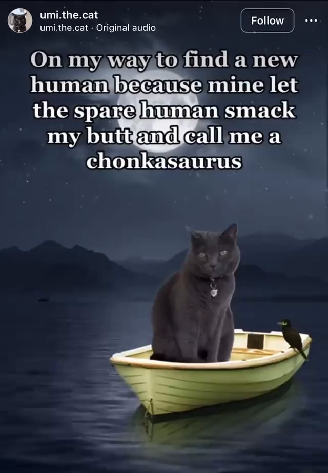 Umi.the.cat umi.the.cat - Original audio Follow On my Way to find a mew ...