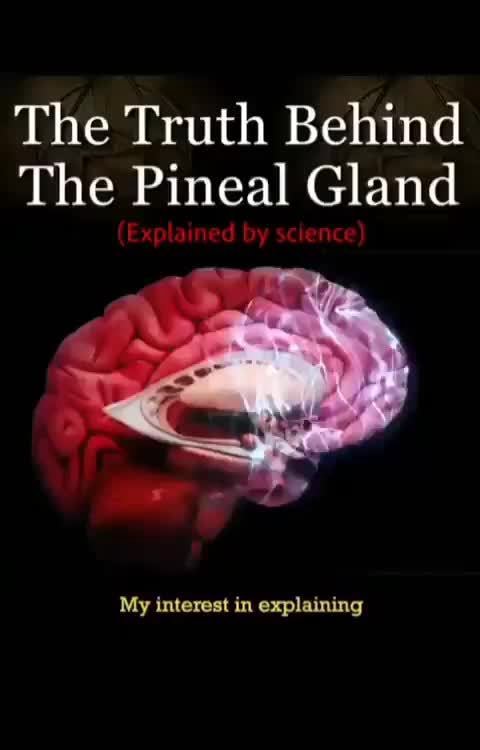 The Truth Behind The Pineal Gland My interest in explaining - iFunny