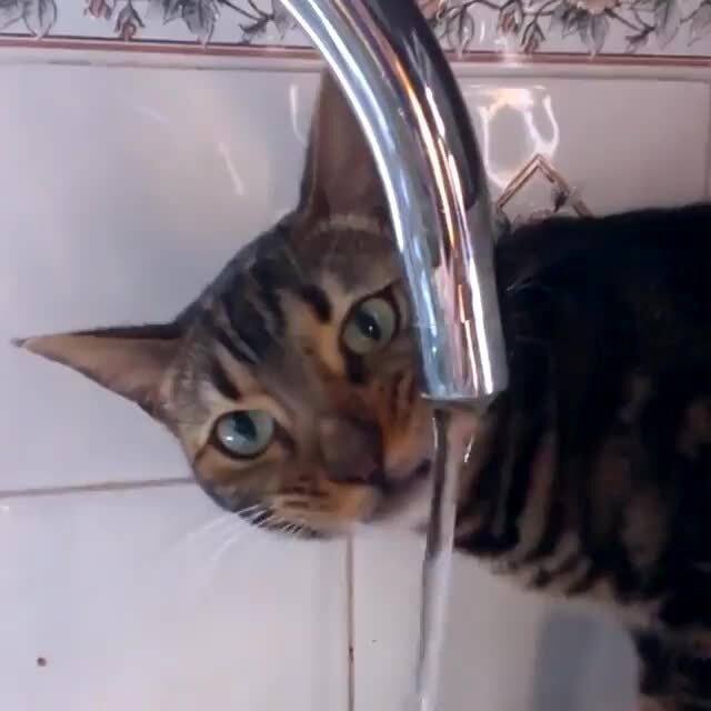 Mlem mlem mlem mlem mlem - iFunny