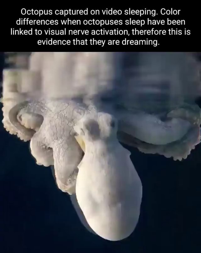 Octopus captured on video sleeping. Color differences when octopuses sleep have been linked to ...