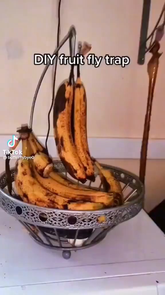 DIY fruit fly trap TiKTOk Bure wesye - iFunny