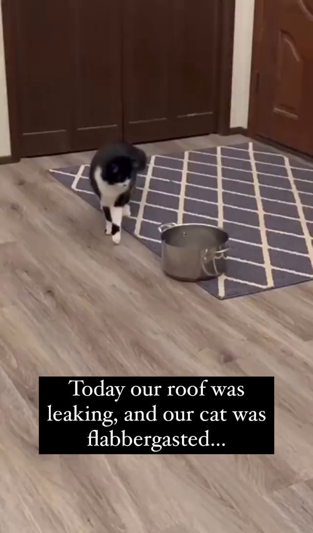 Today our roof was leaking, and our cat was flabbergasted... - iFunny