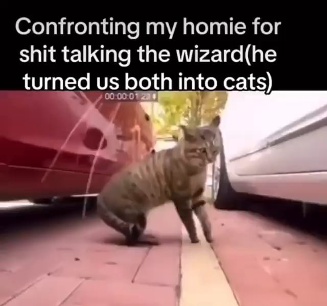Confronting my homie for shit talking the turned us both into into cats ...