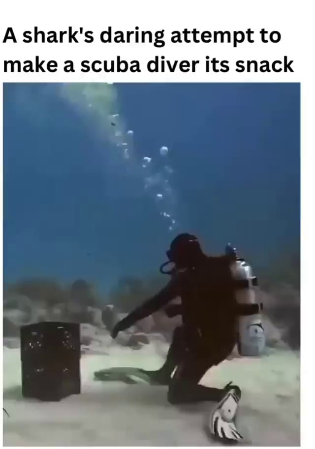 A shark's daring attempt to make a scuba diver its snack - iFunny
