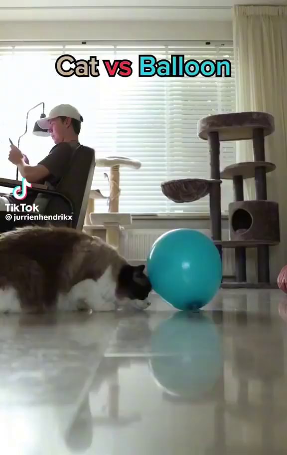 Cat vs Balloon - iFunny