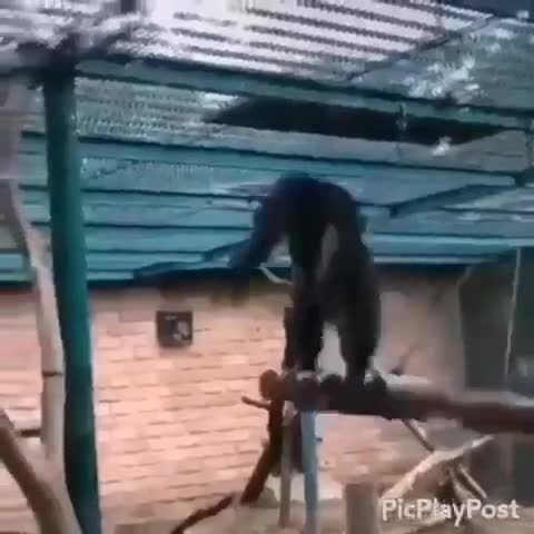 Based AF Monke - iFunny