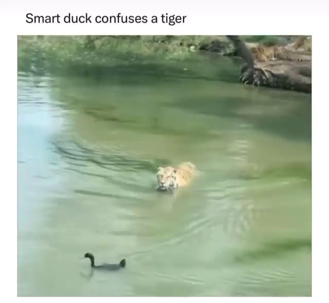 Smart duck confuses a tiger - iFunny