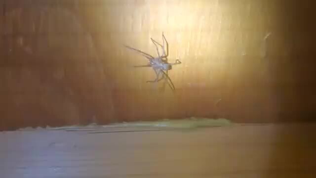 Reclusing with my recluse - iFunny