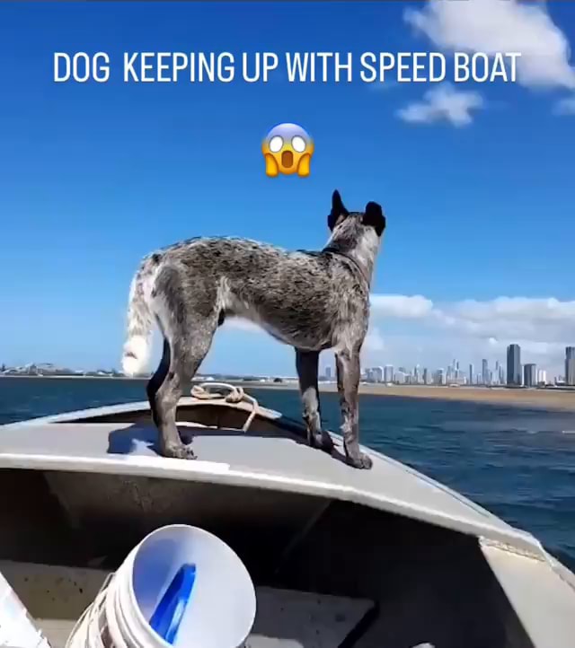 DOG KEEPING UP WITH SPEED BOAT - iFunny