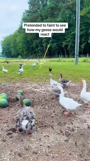 Pretended to faint to see how my geese would - iFunny