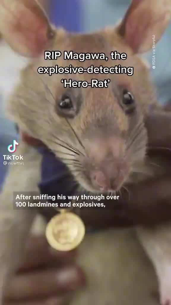 RIP Magawa, the explosive-detecting 'Hero-Rat' Tik Tok After sniffing ...