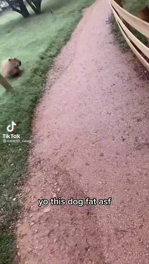 Of TikToK @ezekiel yo this dog fat asf - iFunny