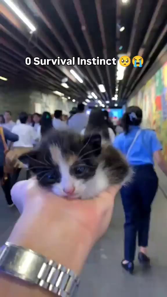 Video memes 8AWTgCEMC by Apocrypha: 27 comments - iFunny