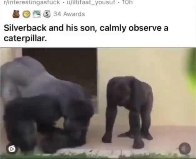 Silverback and his son, calmly observe a caterpillar. - iFunny