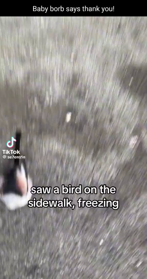 Baby borb says thank you! TikTok se Tengia saw a bird on the sidewalk ...