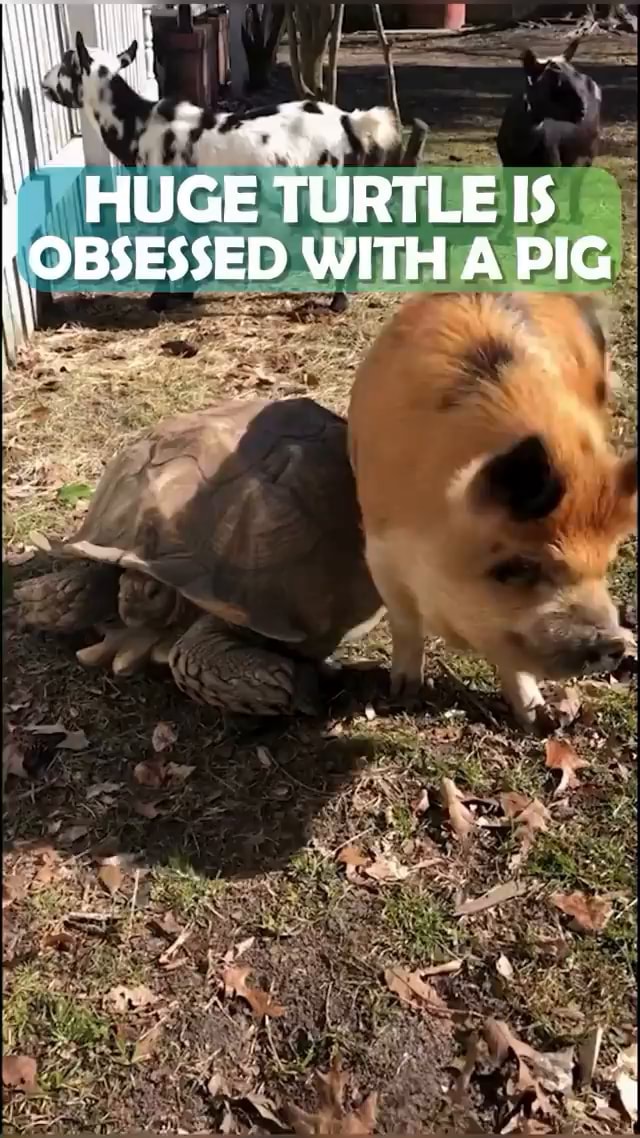 HUGE TURTLE Is OBSESSED WITH A PIG - iFunny