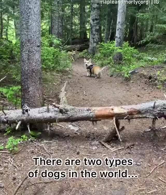 Video memes bNFV9x7m7 by THE_PSYCHO_WOLF_: 409 comments - iFunny