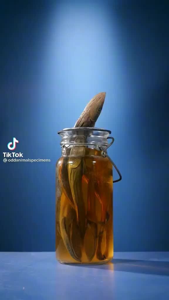 Meet the Remora - TikTok magiei - iFunny