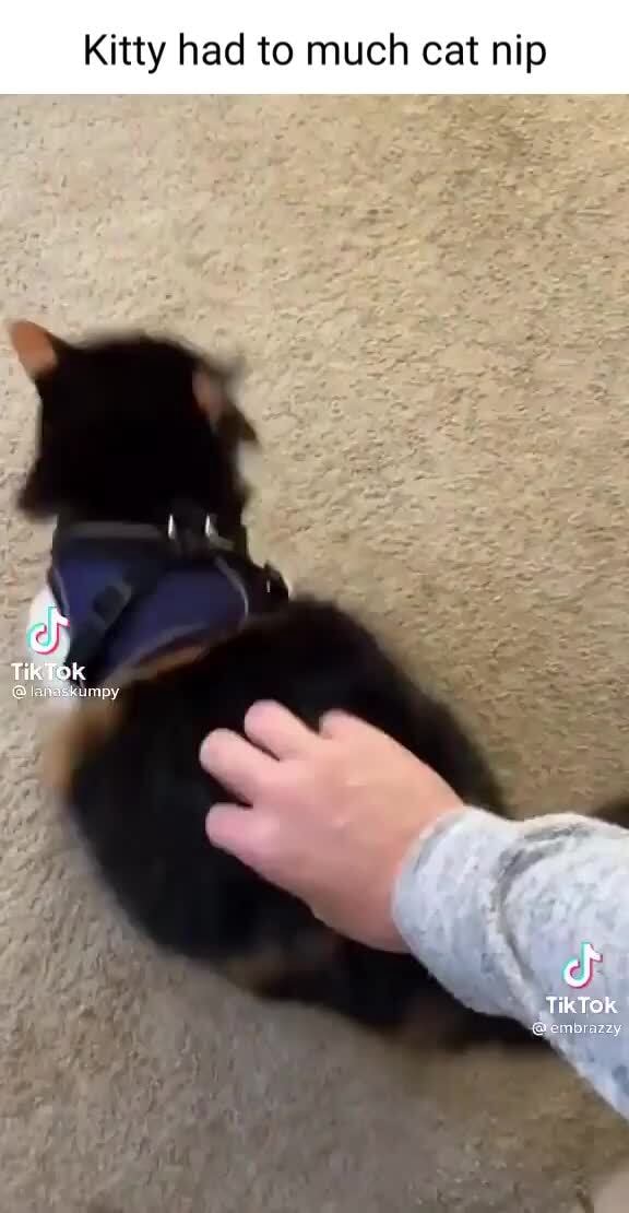 Kitty had to much cat nip of TikTok Tik Tok - iFunny