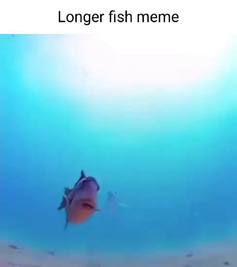 Longer fish meme - iFunny