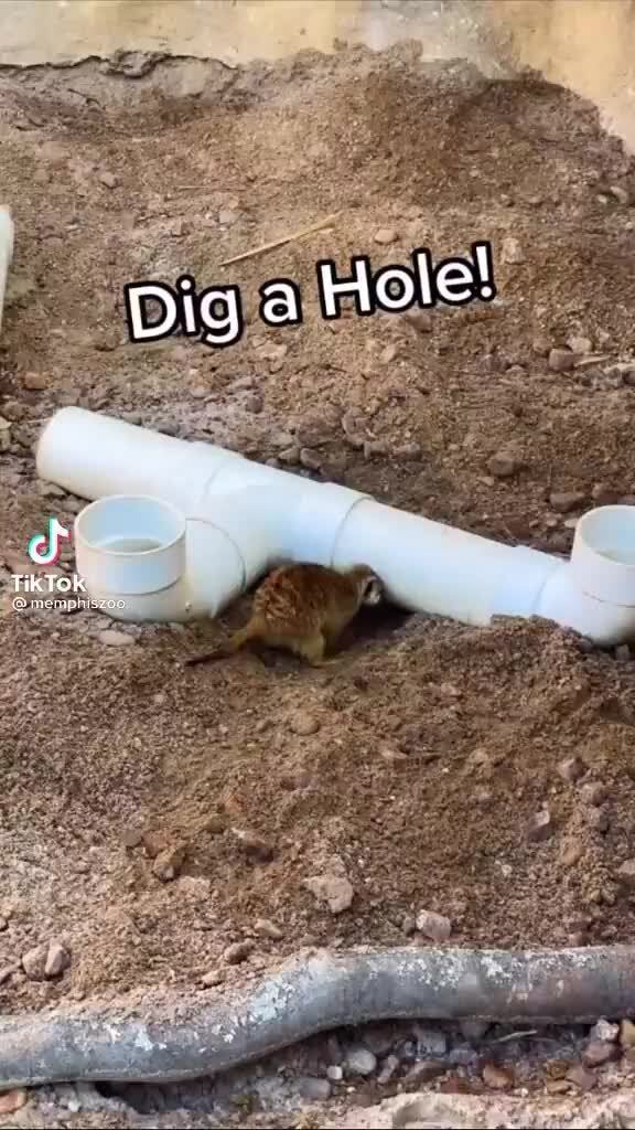 Dig a Hole! Tik Tok - iFunny