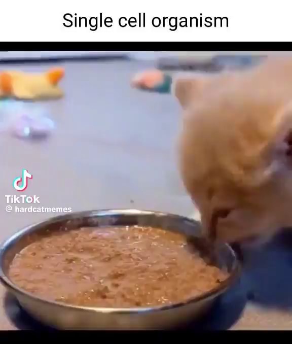 Single cell organism cf TikTok hardeatmemes - - iFunny