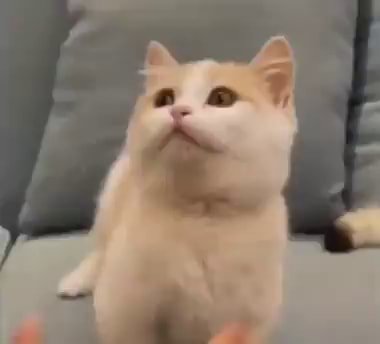 Video memes icuXo7HQA by Booba: 56 comments - iFunny