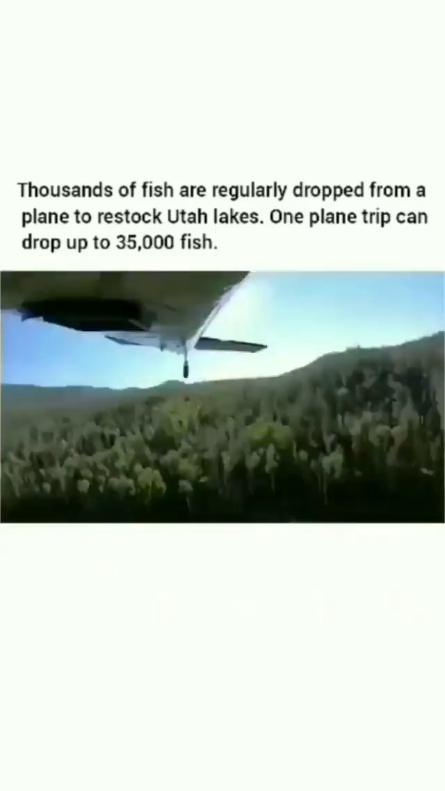 Thousands of fish are regularly dropped from a plane to restock Utah ...