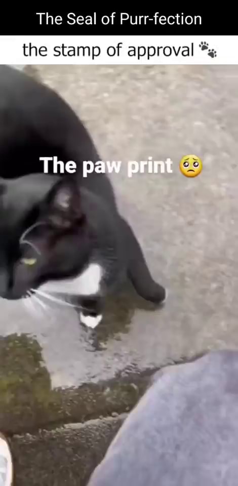 The Seal of Purr-fection the stamp of approval The paw print - iFunny