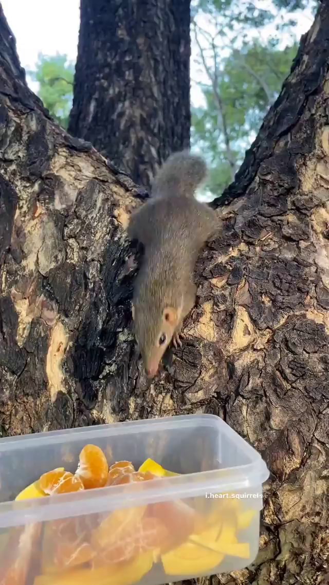 Video memes 22QzXxp7B by THE_PSYCHO_WOLF_ - iFunny