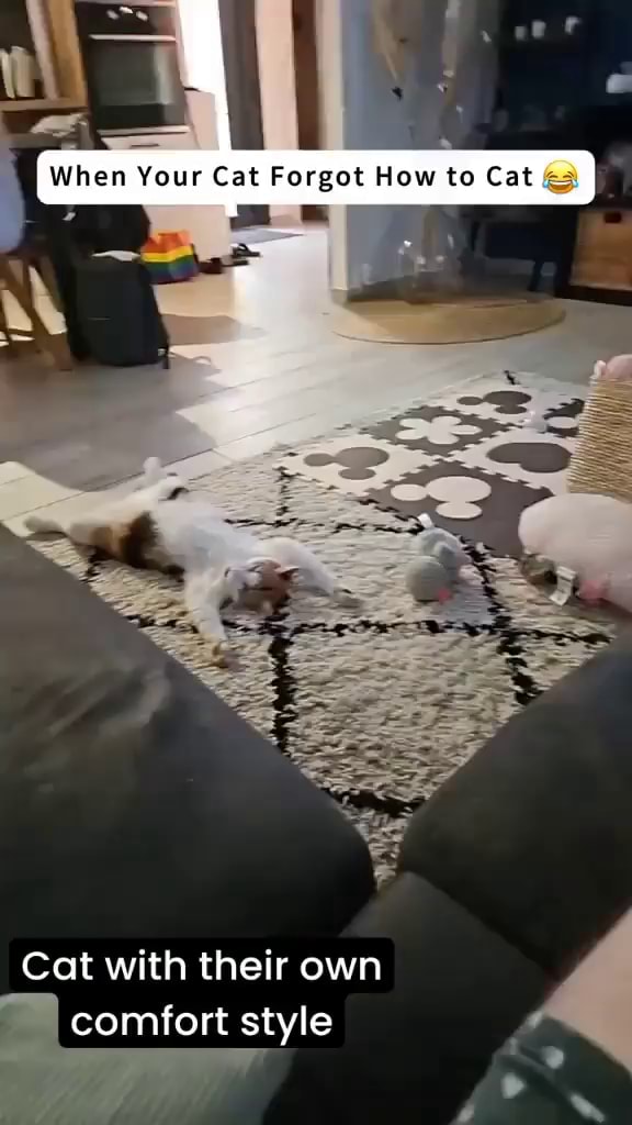 You Cat Forgot How to Cat Cat with their own comfort style - iFunny