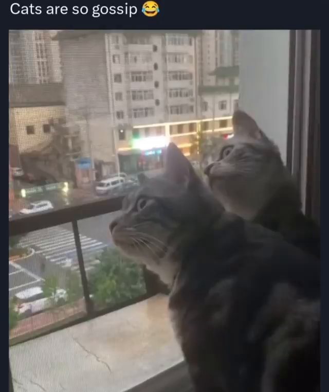 Cats are so gossip - iFunny