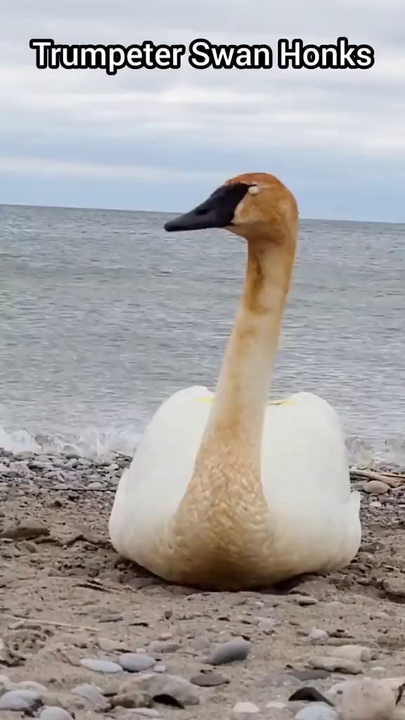 Trumpeter Swan Honks. - iFunny