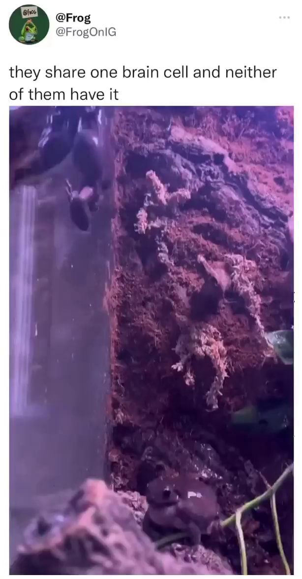 @Frog @FrogOnlG they share one brain cell and neither of them have it - iFunny