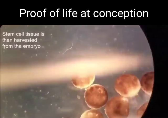 Proof of life at conception Stem cell tissue is then harvested from the ...