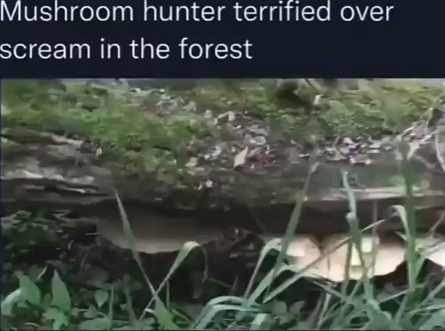 Mushroom hunter terrified over scream in the forest I - iFunny
