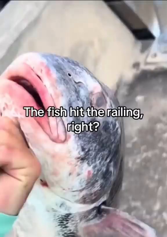 The fish hit the railing, rght? - iFunny