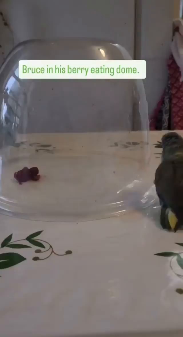 Bruce in his berry cating dome. - iFunny